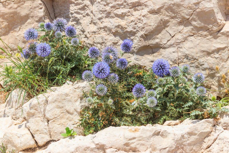Blue Great Globe Thistle or Pale Globe Thistle (Echinops ...