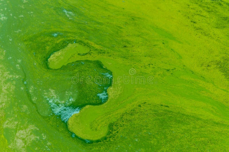 Water Pollution by Blooming Blue-green Algae - Cyanobacteria is World ...