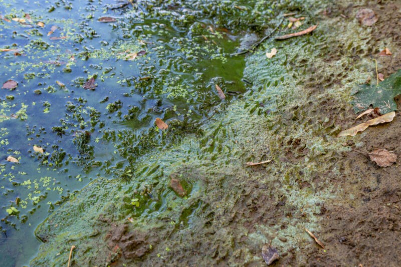 193 Green Algae Carpet Stock Photos - Free & Royalty-Free Stock Photos ...