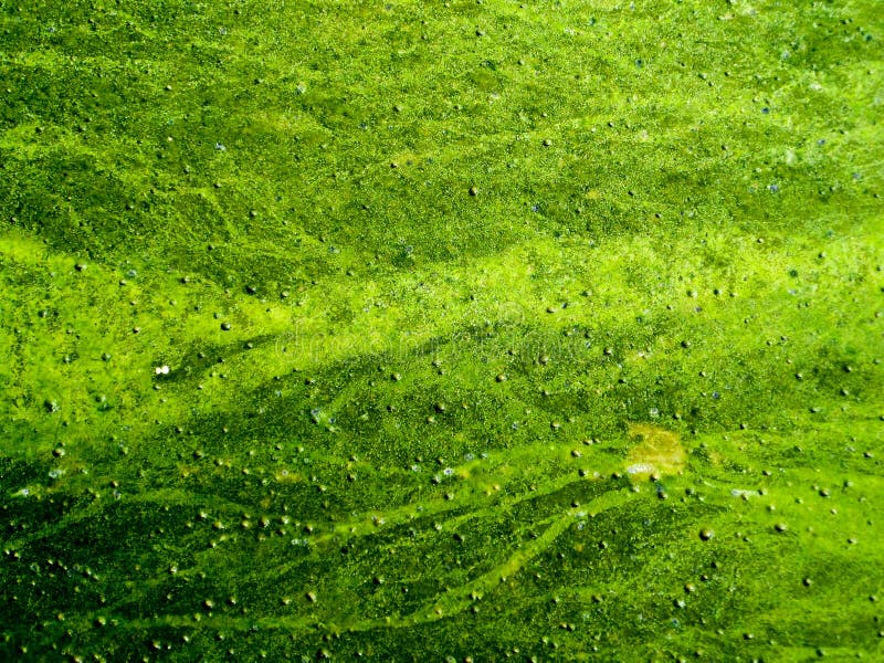 Blue Green Algae Cover Sea Surface Near Coast Stock Photo - Image of ...