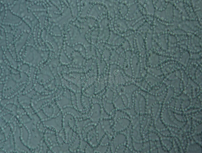 253 Primitive Algae Stock Photos - Free & Royalty-Free Stock Photos ...