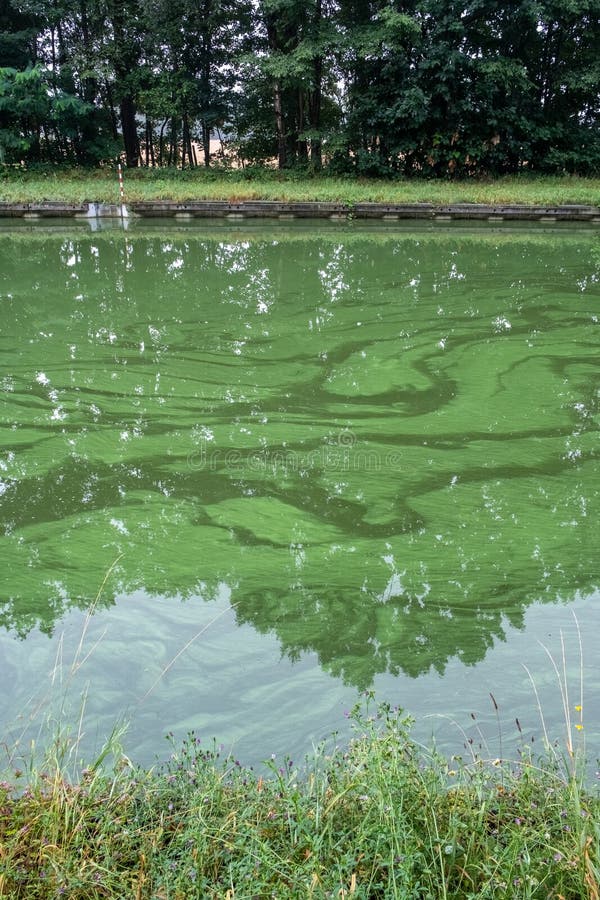 Blue-Green Algae Infestation in a Tranquil Canal Setting Stock Photo ...