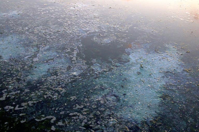 Blue Green Algae Make Beautiful Patterns in the Lake Stock Image - Image of adventurous ...