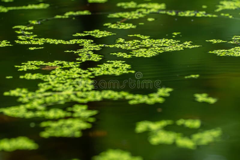 Blue-Green Algae or Pond Scum Stock Photo - Image of ecology, natural ...