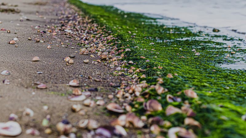 418 Cyanobacteria Harmful Algae Stock Photos - Free & Royalty-Free ...