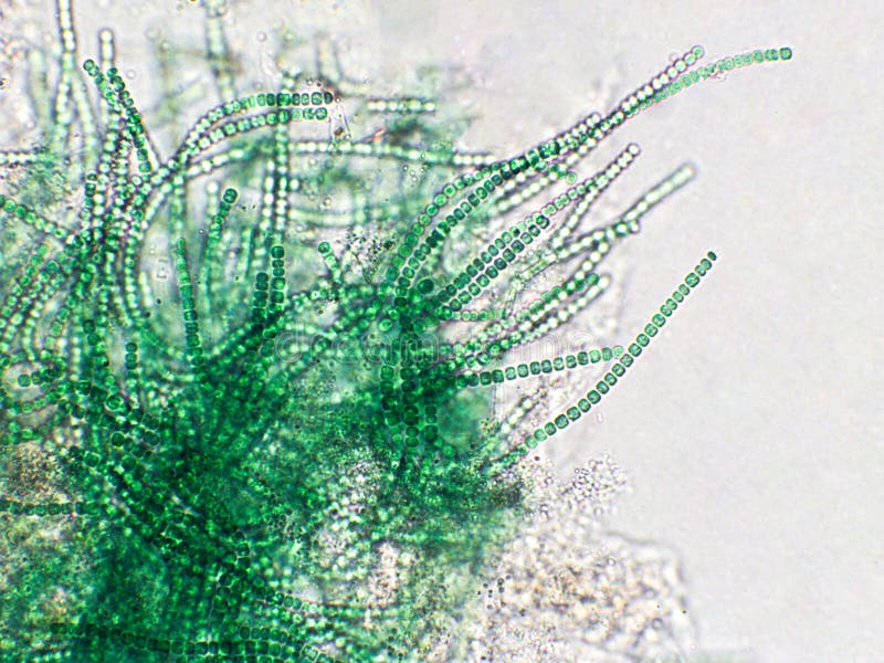 Green Algae Microscope