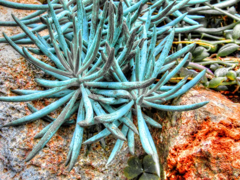 Blue-green Cactus, with Thick Oblong, Cylindrical Leaves. Stock Image ...