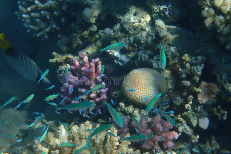 Blue-green Chromis Chromis Viridis Fish Stock Image - Image of colorful ...
