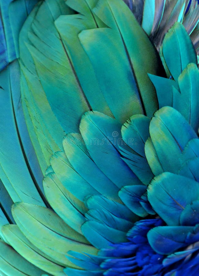 Blue and Green Feathers stock photo. Image of macro, photograph - 81802726