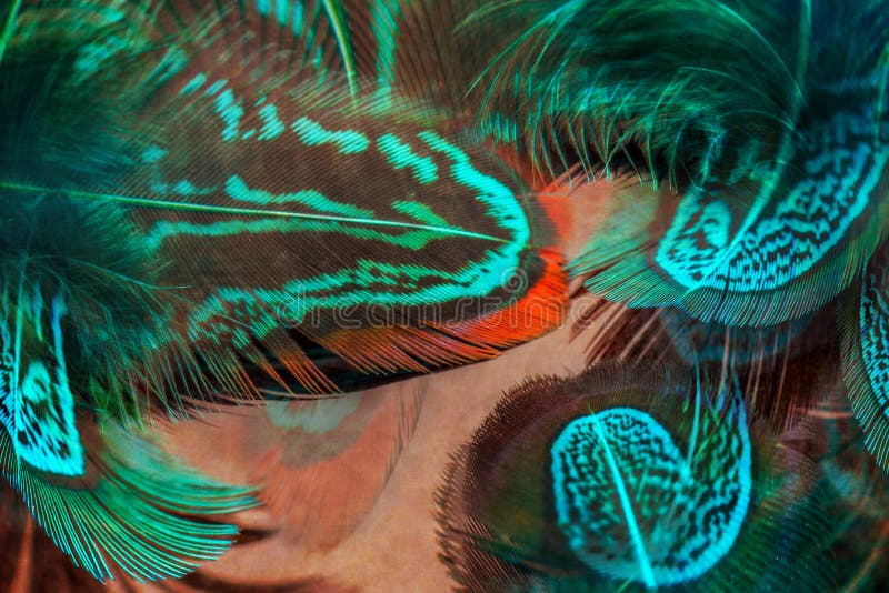 Blue green Feathers stock image. Image of fuzz, green - 87446063