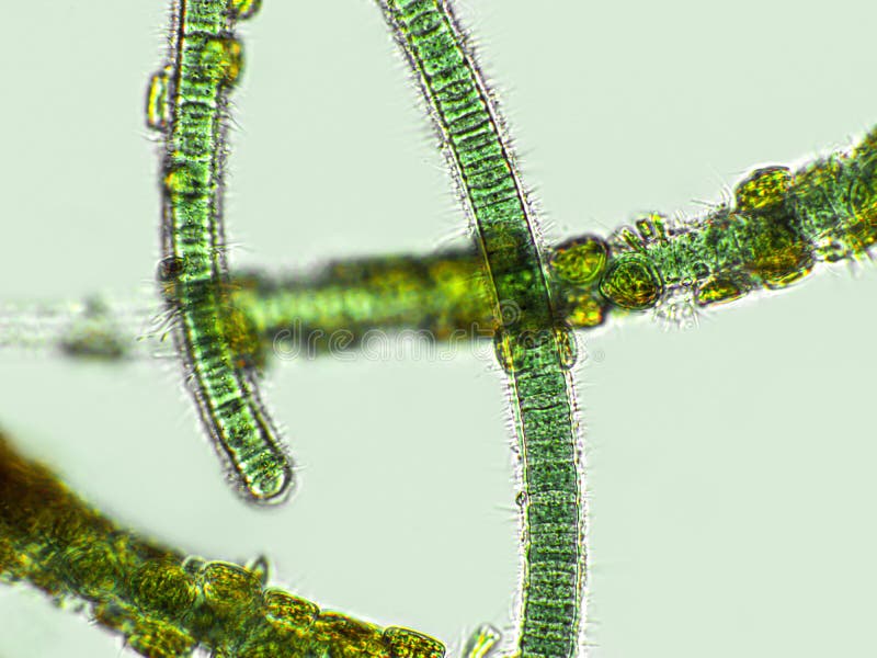 Blue Green Filamentous Algae Under Microscopic View Stock Photo - Image ...