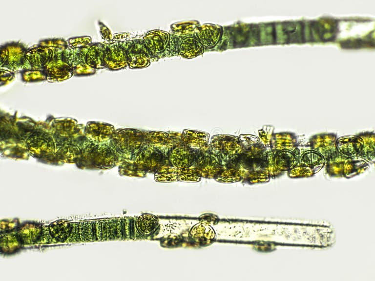 Blue Green Filamentous Algae Under Microscopic View, Cyanobacteria ...