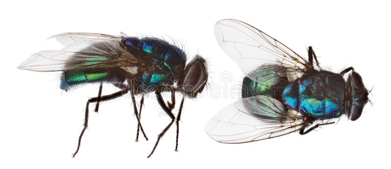 Blue and Green Fly Two Views on White Stock Photo - Image of wildlife ...