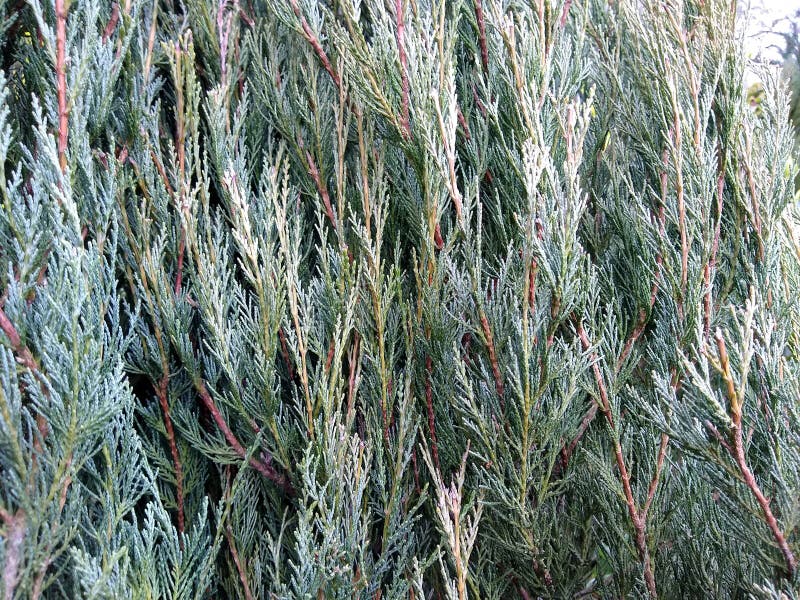 Quercus Robur Fastigiata Skyrocket