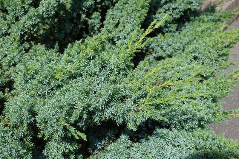 Blue Green Foliage of Juniperus Squamata Stock Photo - Image of ...