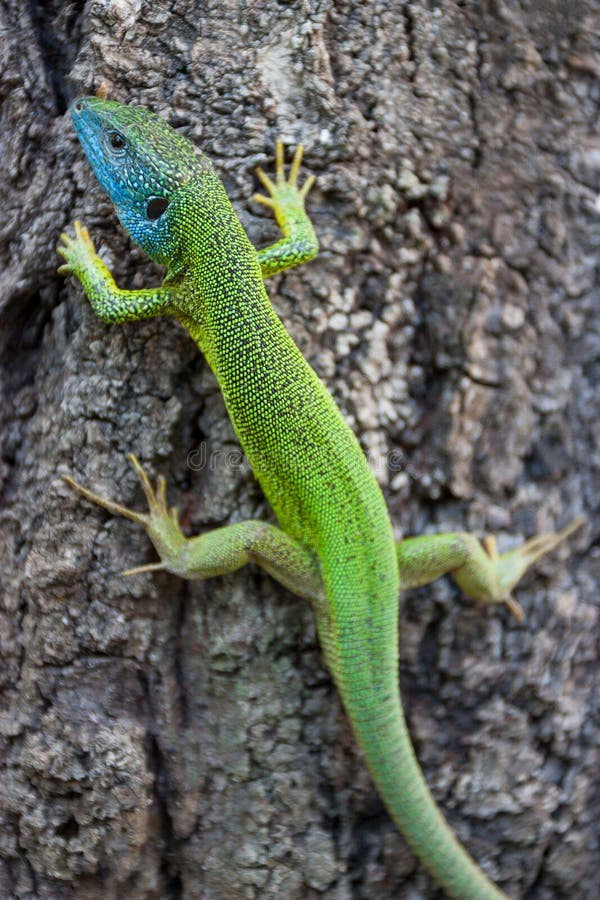 Blue and Green Lizard Relaxes on Tree. Stock Image - Image of summer ...