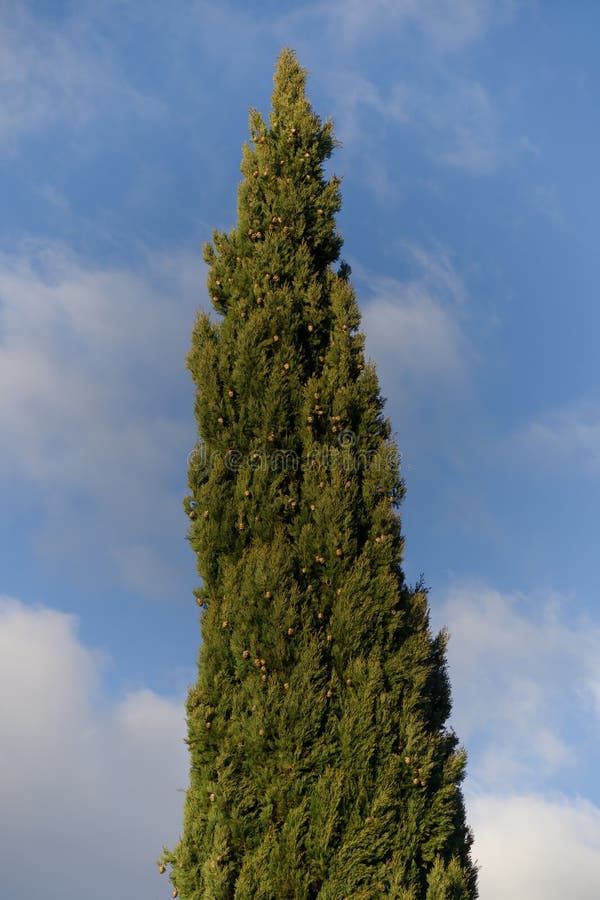 Pyramidal Evergreen Tree on Blue Sky Background Stock Image - Image of ...