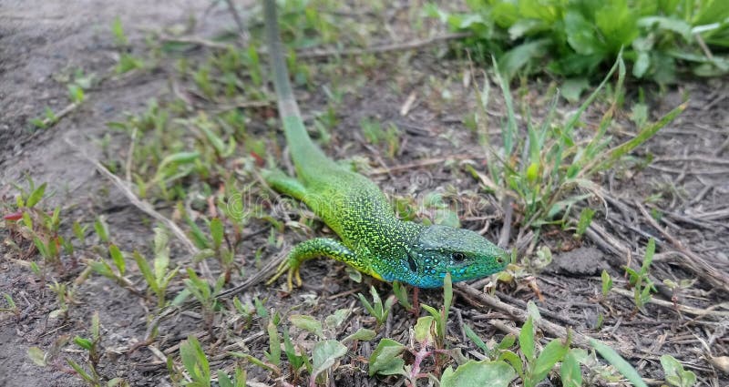 Lizard in the grass stock image. Image of wild, grass - 266181335