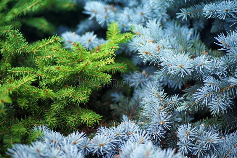 Blue and Green Spruce. Blue and Green Spruce Grow Together.Background ...