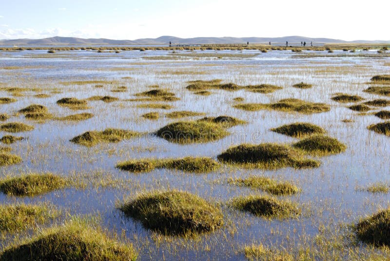 Blue green swamp stock photo. Image of natural, grass - 4026016