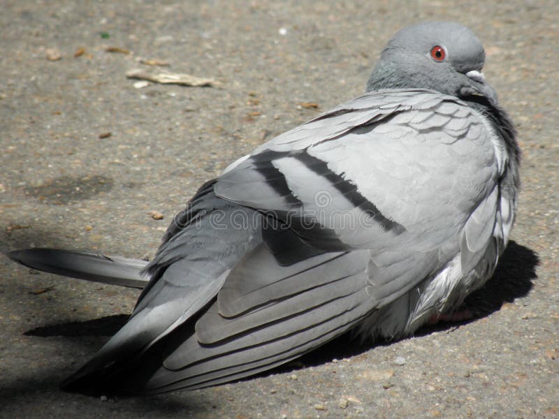 Blue-grey dove stock image. Image of blue, freedom, wild - 46920873