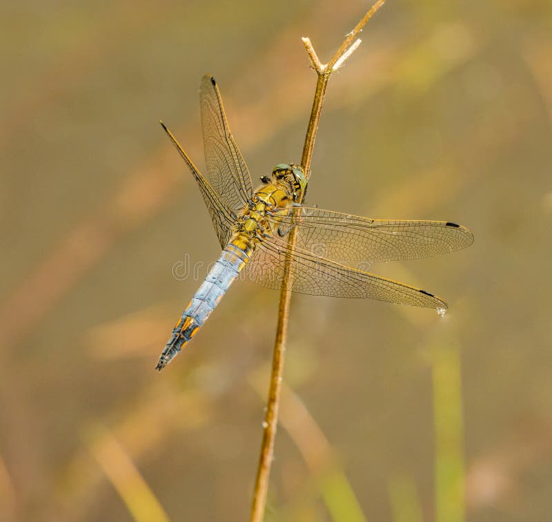 Blue Grey Dragonfly Sitting on Dry Vegetation Stock Image - Image of ...