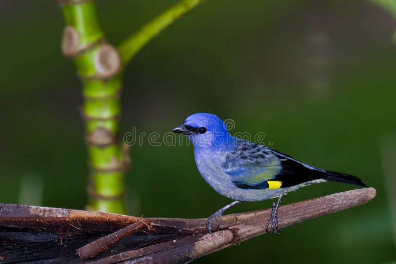 Blue - grey Tanager stock image. Image of blue, bird - 35878383