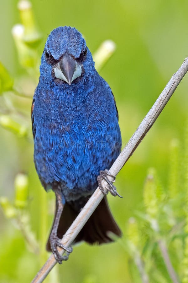 Blue Grosbeak stock photo. Image of blue, reed, wildlife - 47311538