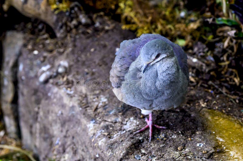 Blue Ground Dove Standing on Dirt Path Stock Image - Image of ground ...