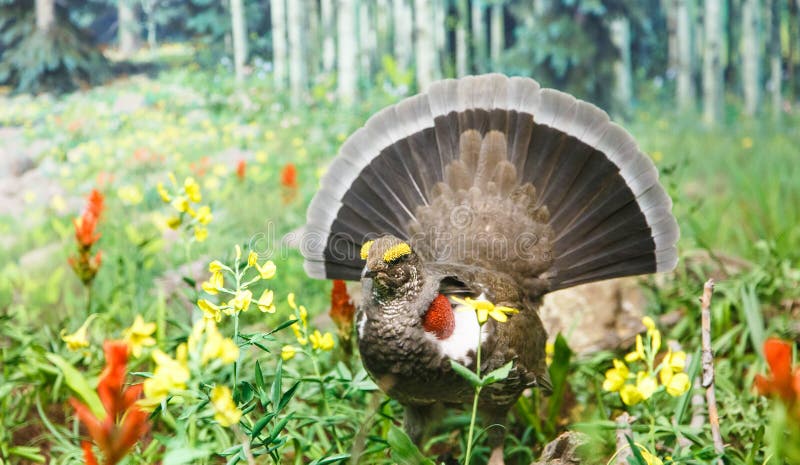 Blue Grouse stock image. Image of meadow, field, flowers - 40342507