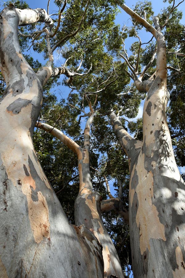 Blue gum trees stock photo. Image of leaves, together - 175496768