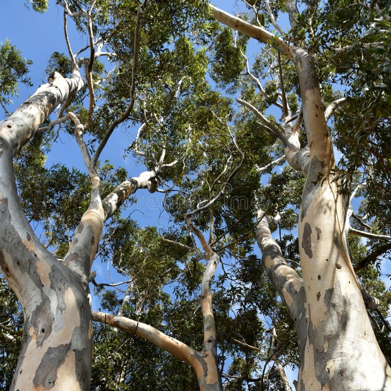 Blue gum trees stock image. Image of bark, branches - 175501811