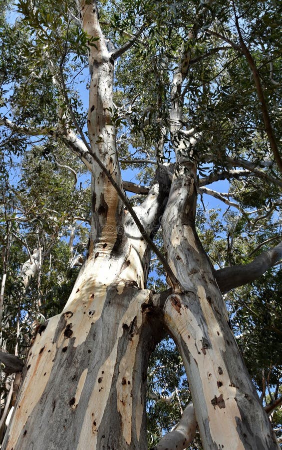 Blue gum trees stock photo. Image of nature, background - 25089168