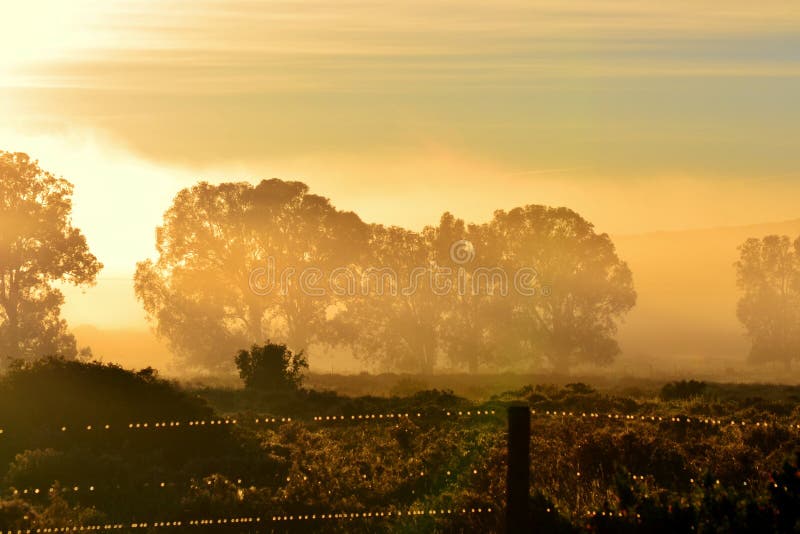 Blue gum trees stock image. Image of south, light, africa - 25992501