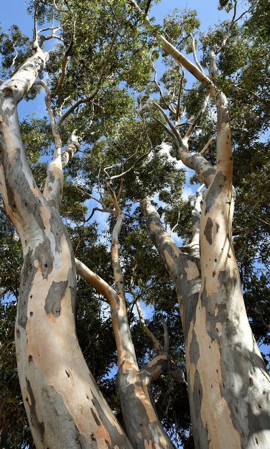 2,388 Blue Gum Trees Stock Photos - Free & Royalty-Free Stock Photos ...