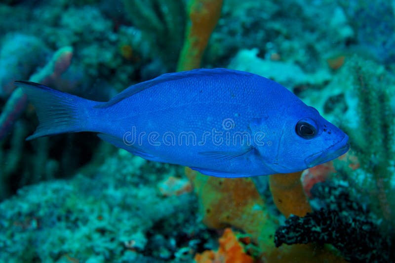 Blue Hamlet stock photo. Image of plankton, living, aquarium - 19682798