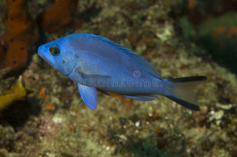 Blue Hamlet stock image. Image of fins, coral, caribbean - 7405423