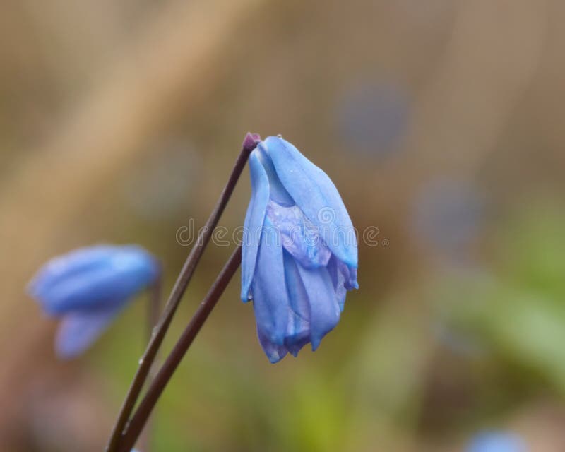 Blue hand bells stock photo. Image of macro, april, stem - 13492264
