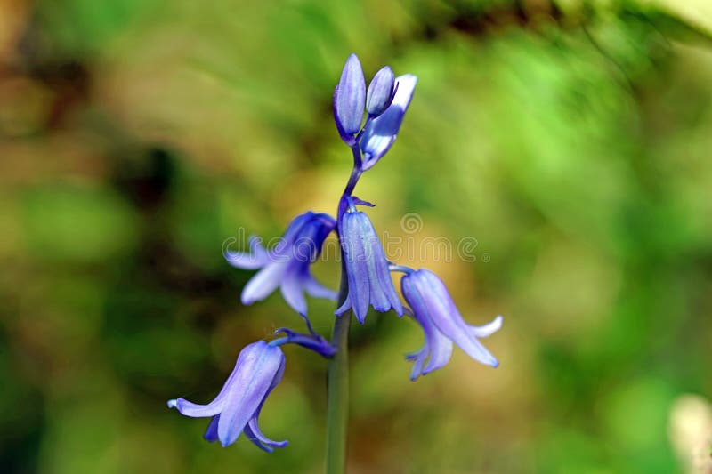 Blue harebell flower. stock photo. Image of bokeh, purple - 310629406