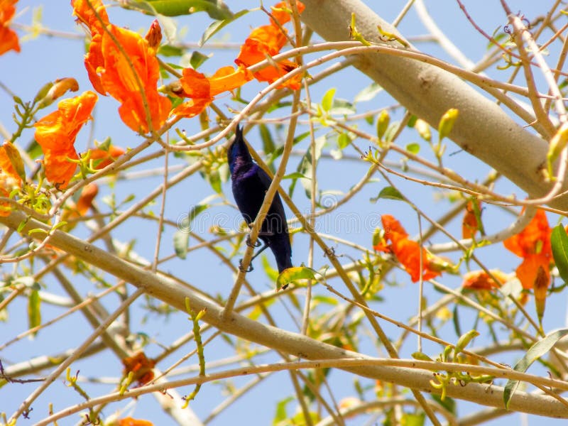 Harming Bird Stock Photos - Free & Royalty-Free Stock Photos from ...