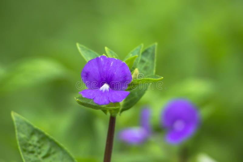 Blue Hawaii flower stock image. Image of purple, garden - 44428041