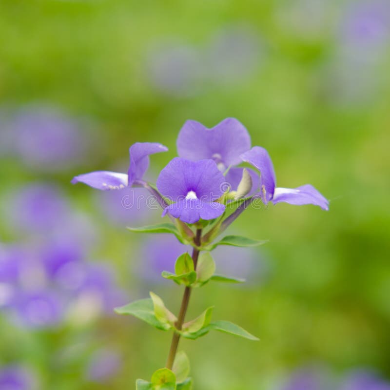 Blue Hawaii Flower (Otacanthus Coeruleus) Stock Image - Image of ...