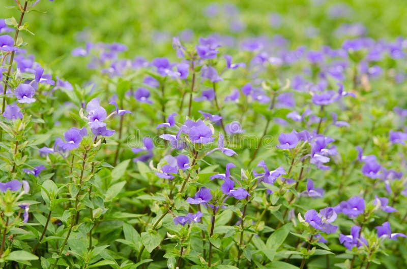 Blue Hawaii flower stock photo. Image of garden, brazilian - 43160222
