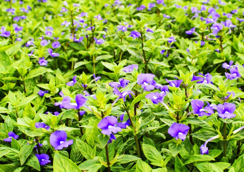Blue Hawaii flower stock photo. Image of macro, green - 45806414