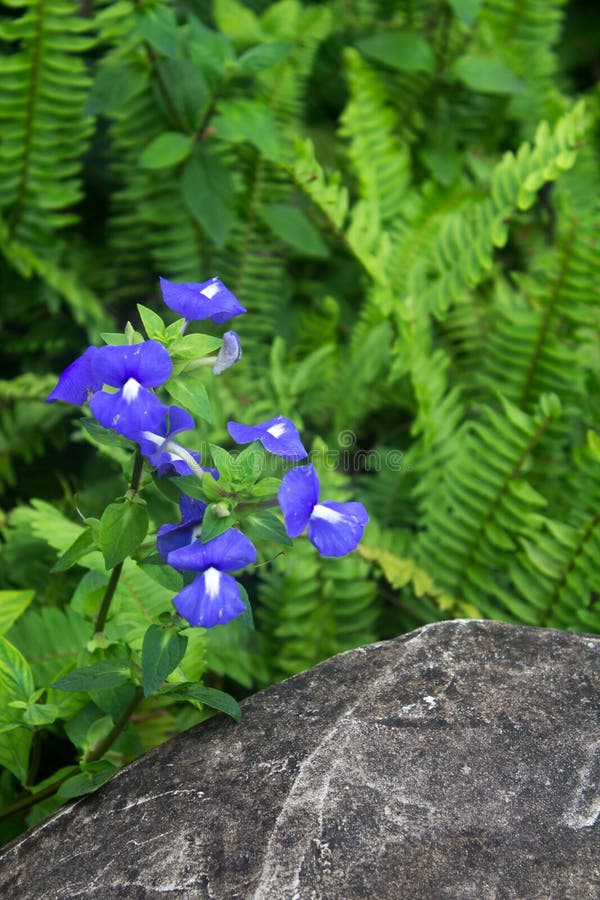 The Blue Hawaii Flower in Park. Stock Photo - Image of blossom, green ...