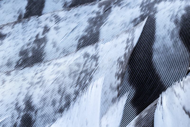 Blue Hawk Feathers with Visible Detail. Background or Texture Stock ...