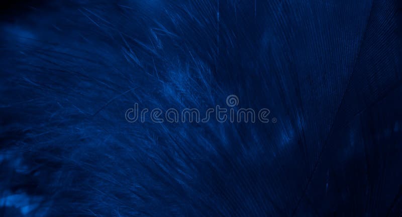 Blue Hawk Feathers with Visible Detail. Background or Texture Stock ...