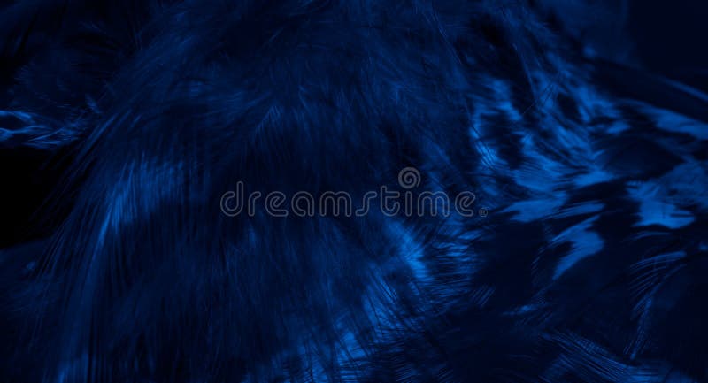 Blue Hawk Feathers with Visible Detail. Background or Texture Stock ...