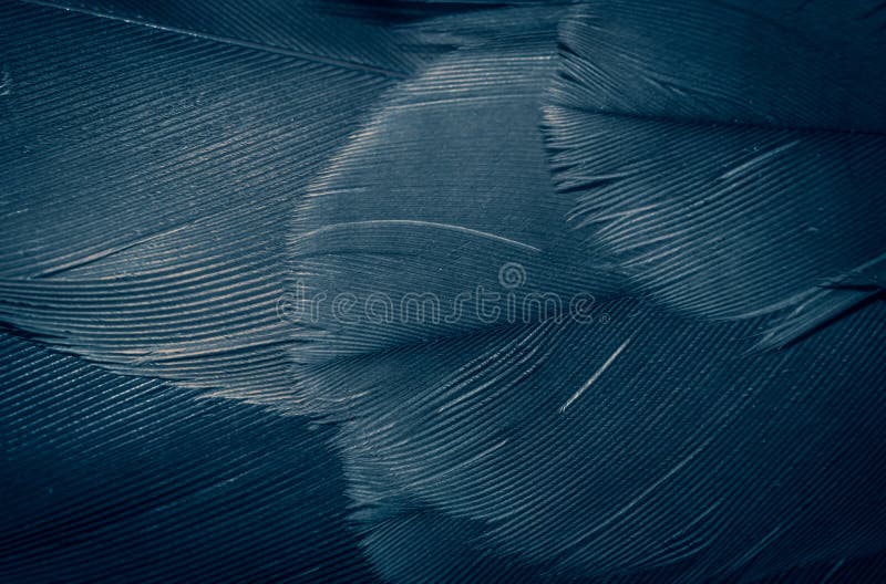 Blue Hawk Feathers with Visible Detail. Background or Texture Stock ...