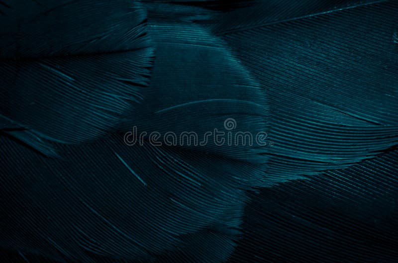 Blue Hawk Feathers with Visible Detail. Background or Texture Stock ...